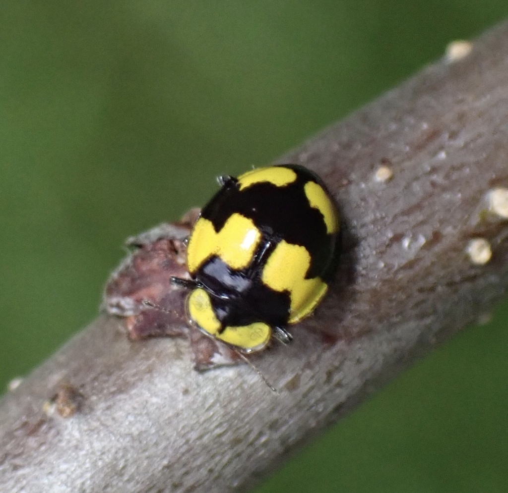 Fungus-eating ladybird from Pukete, Hamilton, New Zealand on January 14 ...