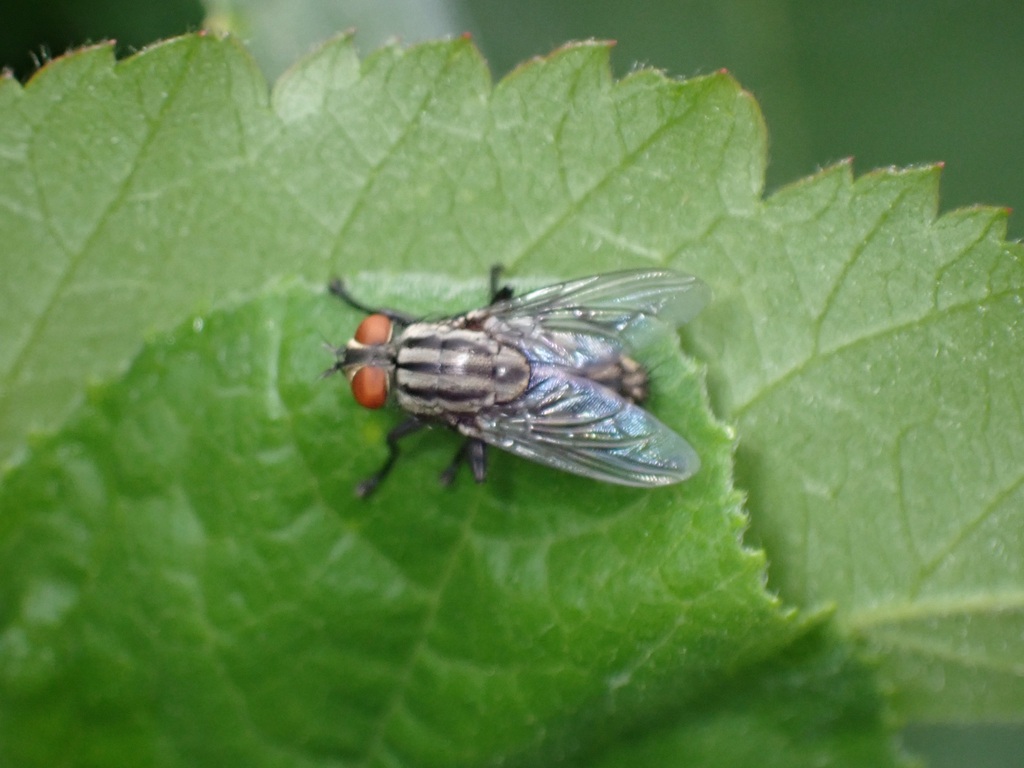 Common Flesh Flies from Pukete, Hamilton, New Zealand on January 14 ...