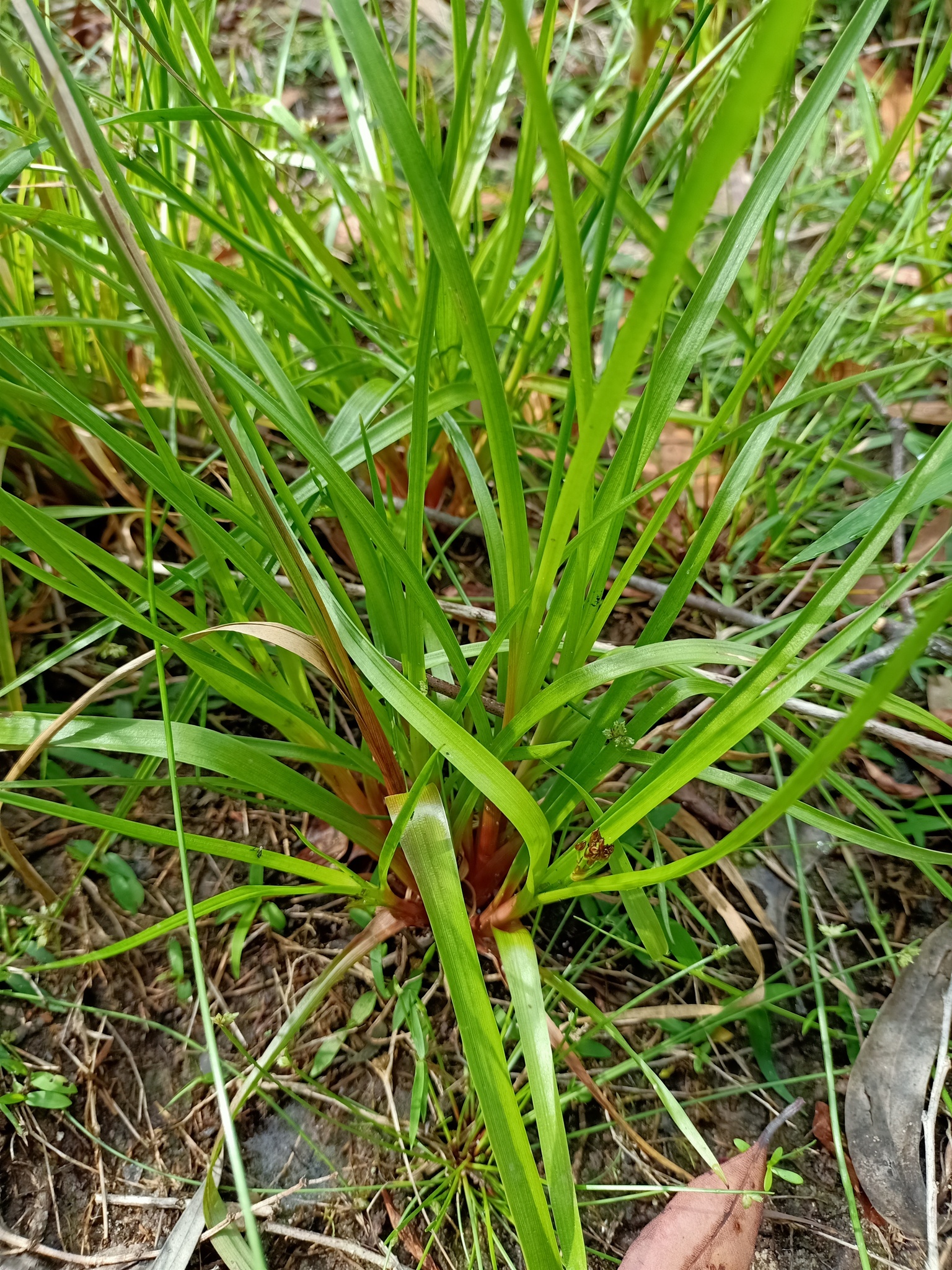 Juncus planifolius R.Br.