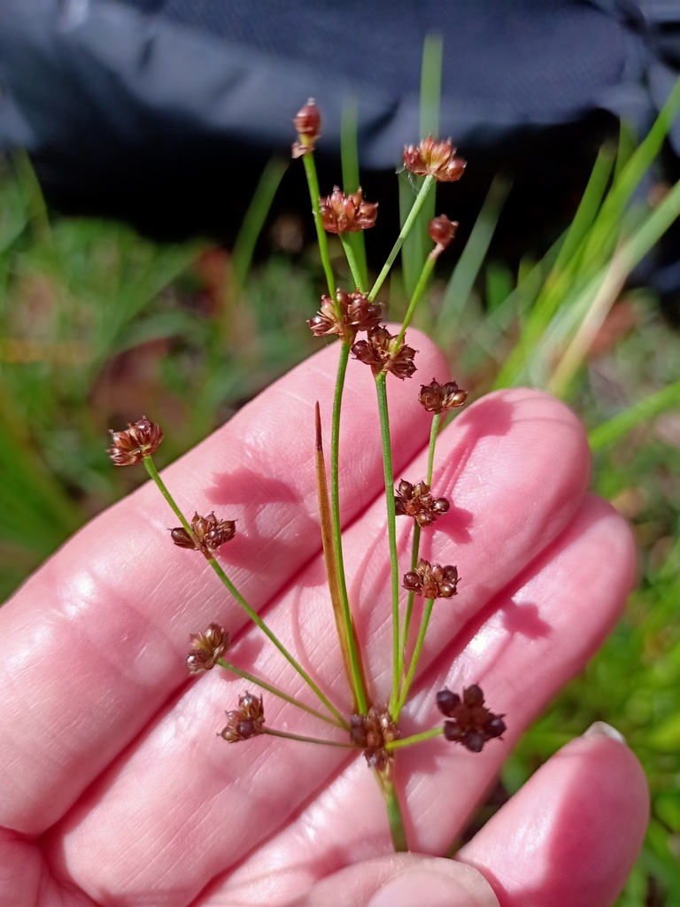 Flat-leaved Rush from Sydney NSW, Australia on January 10, 2023 at 10: ...