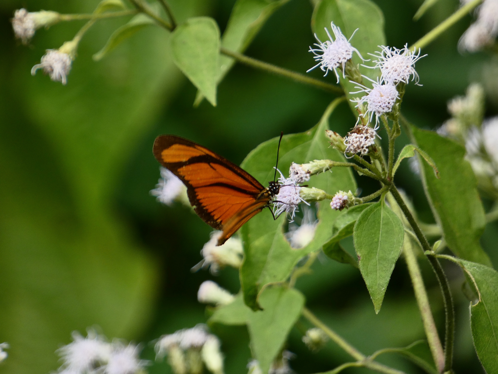 Eueides aliphera (Godart, 1819)