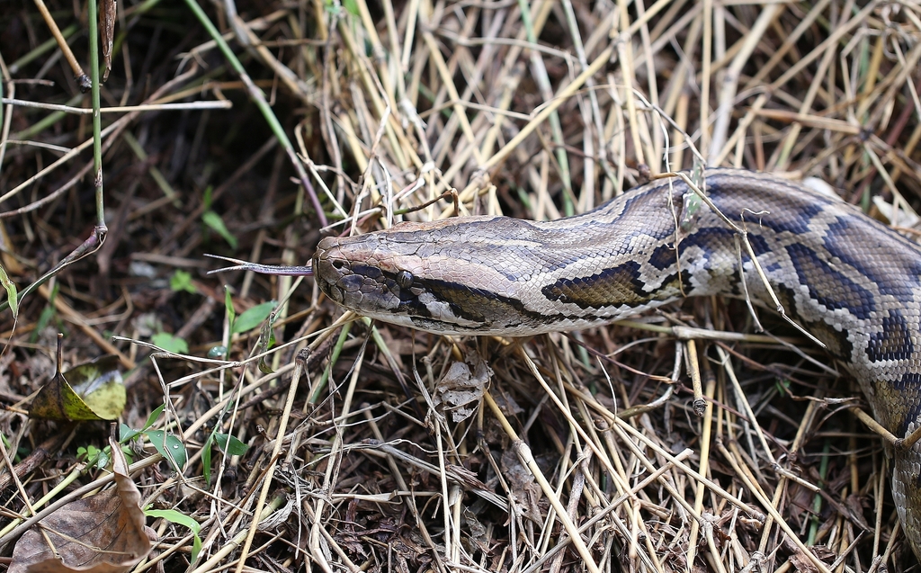 Burmese Python in January 2023 by Goofy Ko · iNaturalist