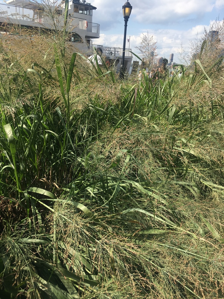 American manna grass from New York, New York, United States on ...