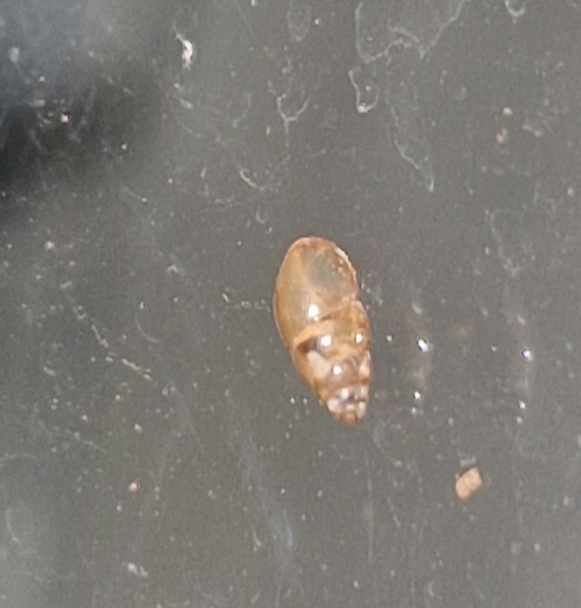 Cochlicopa A.Férussac, 1821