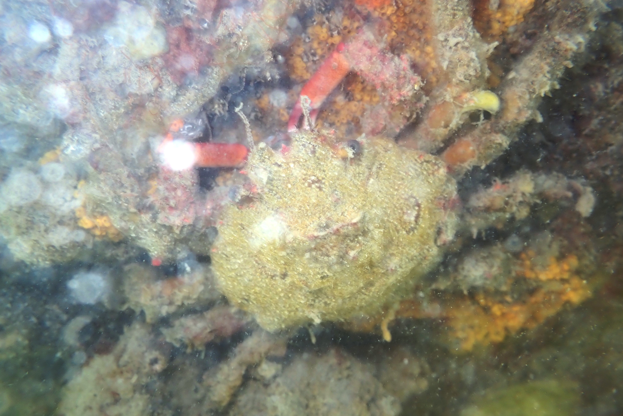 Schizophrys White, 1848