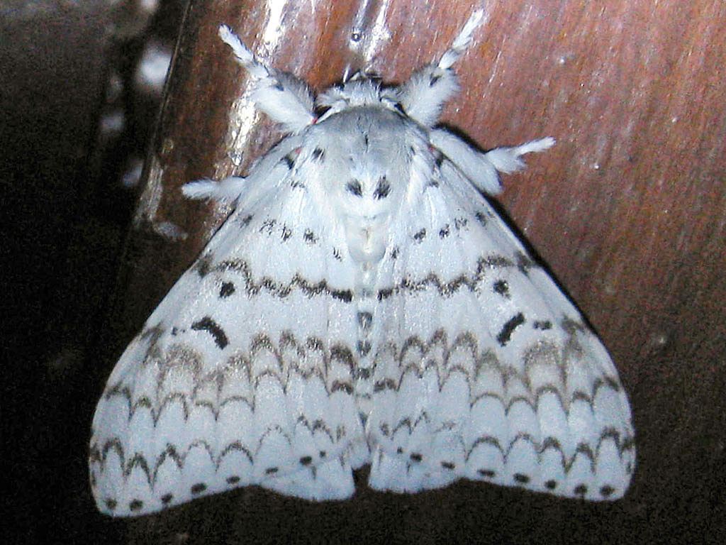 Lymantria brotea from Karang Asem, ID-BA, ID on May 15, 2009 by David ...