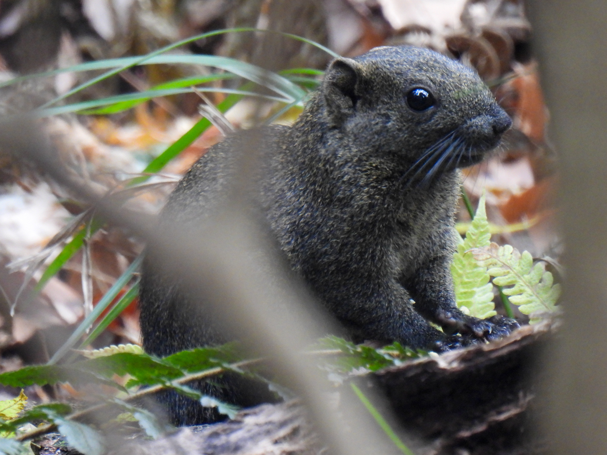 Callosciurus erythraeus (Pallas, 1779)