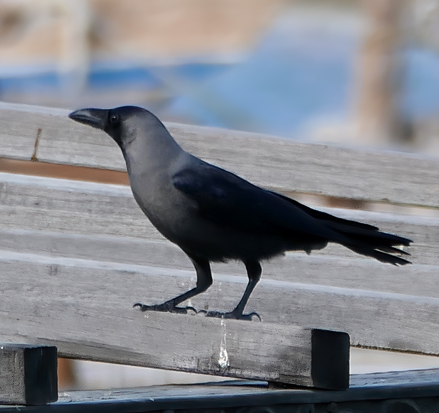 Corvus splendens Vieillot, 1817