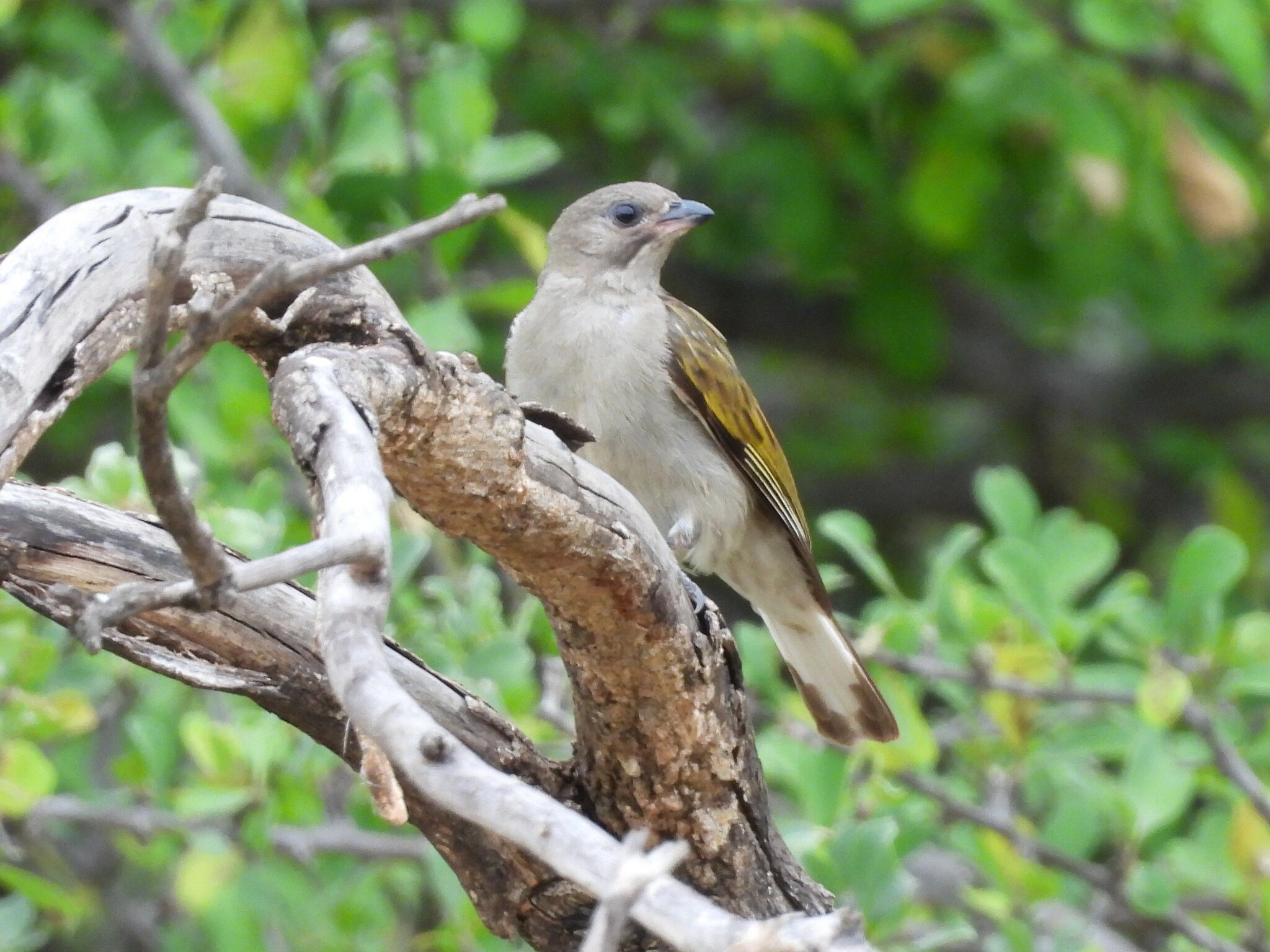 Indicator minor Stephens, 1815