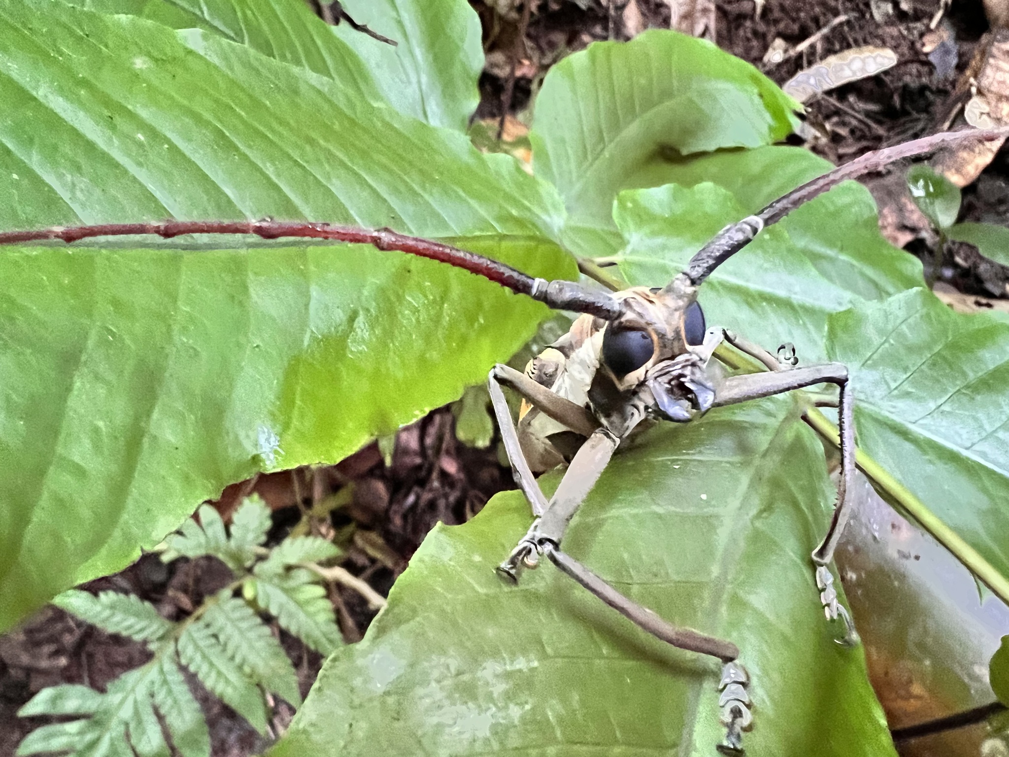 Batocera numitor Newman, 1842