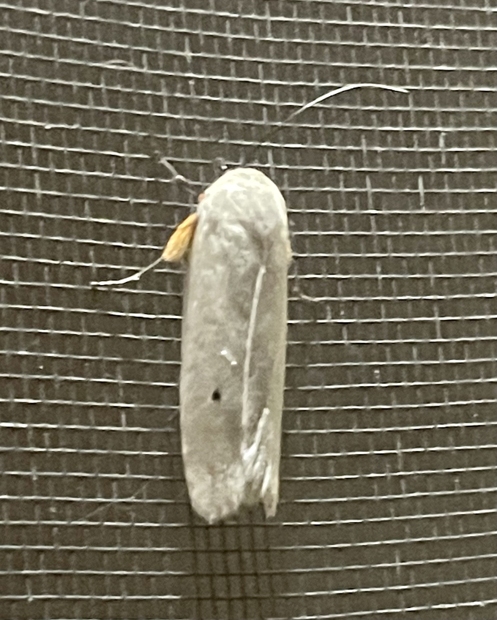 Maroga melanostigma (Wallengren, 1861)