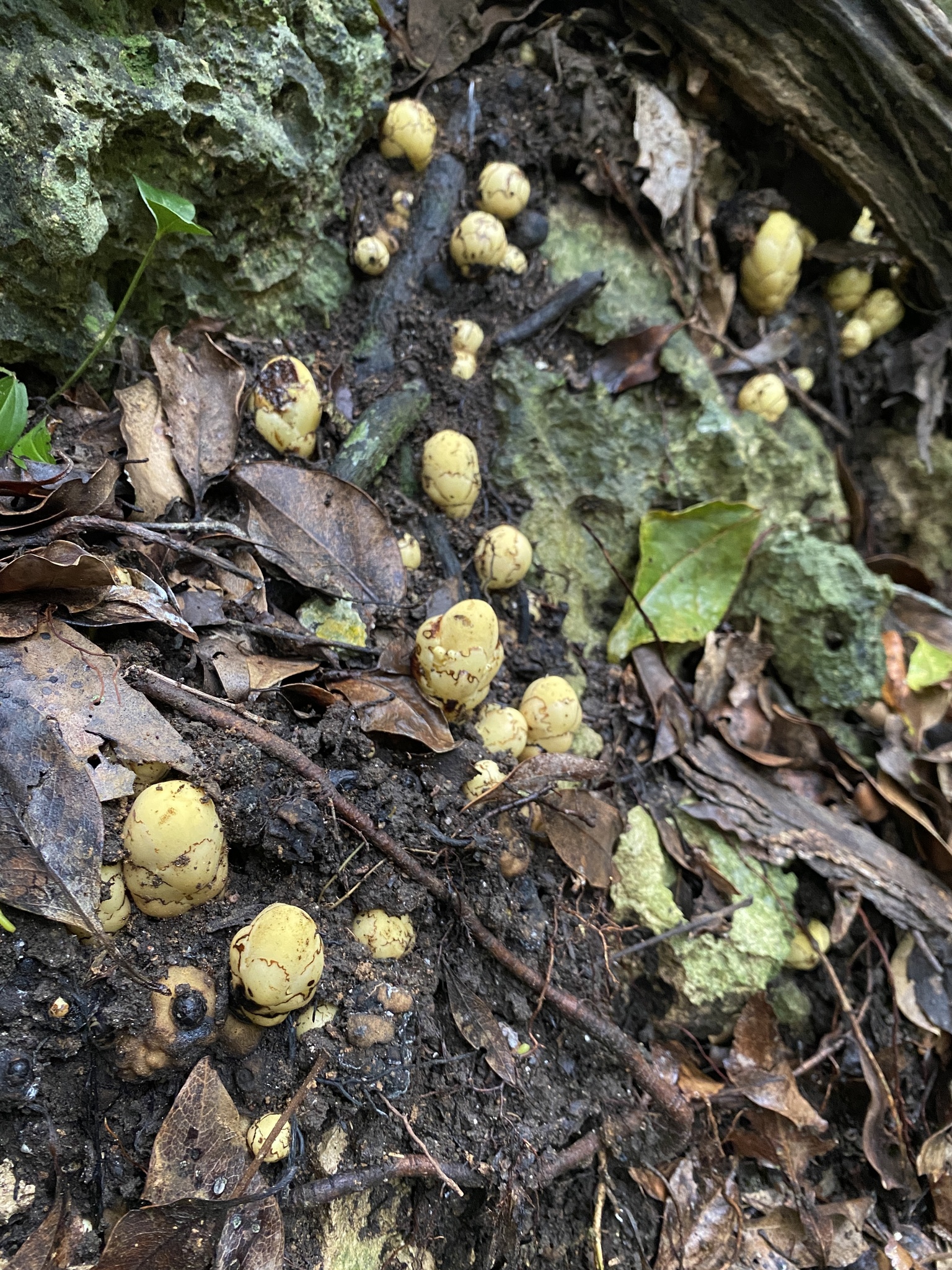 Balanophora J.R.Forst. & G.Forst.