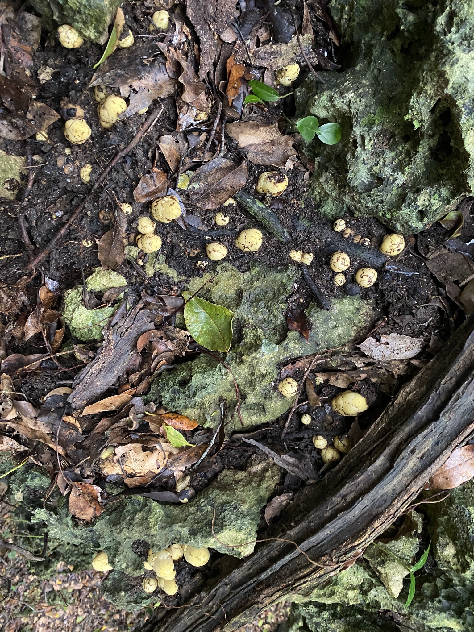 Balanophora J.R.Forst. & G.Forst.