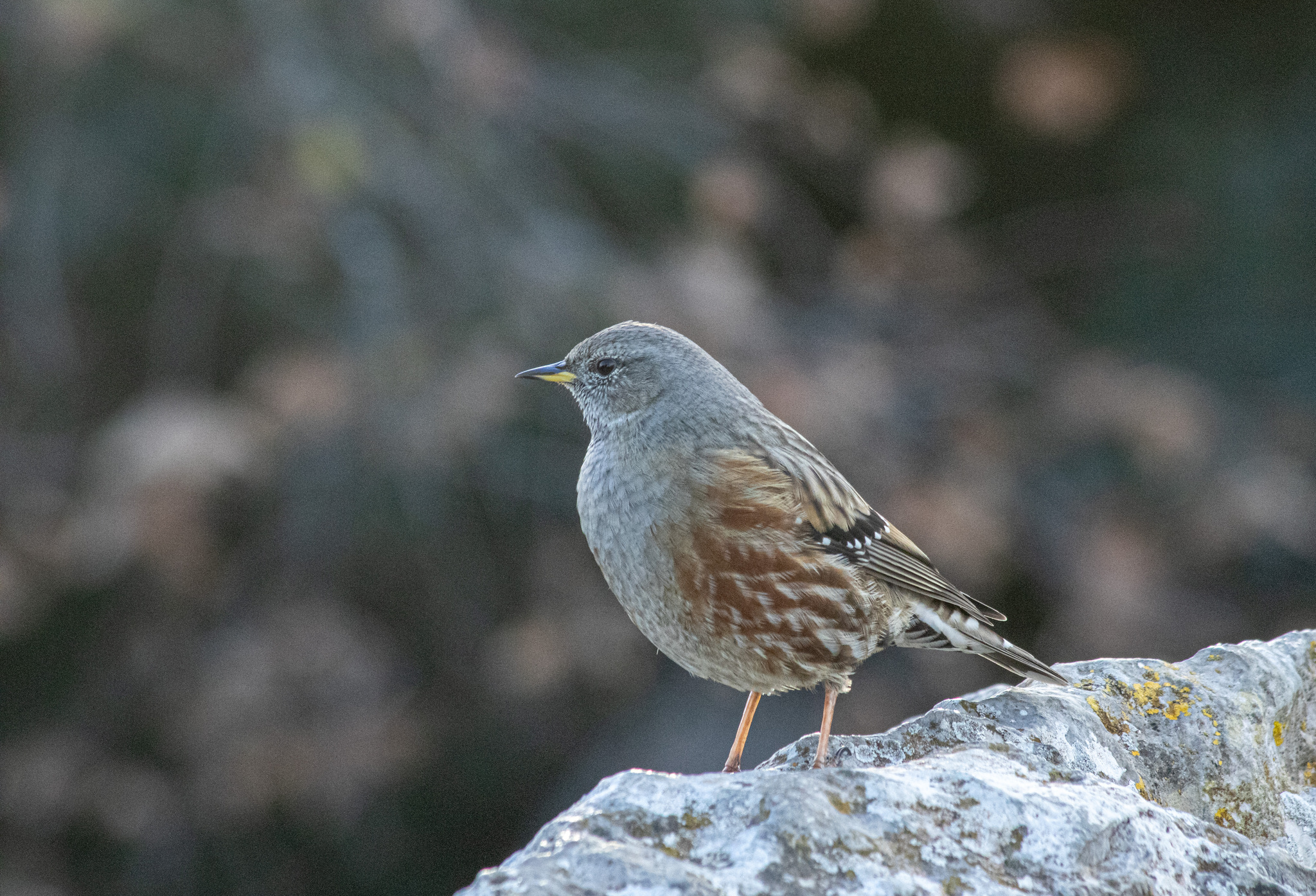Prunella collaris (Scopoli, 1769)