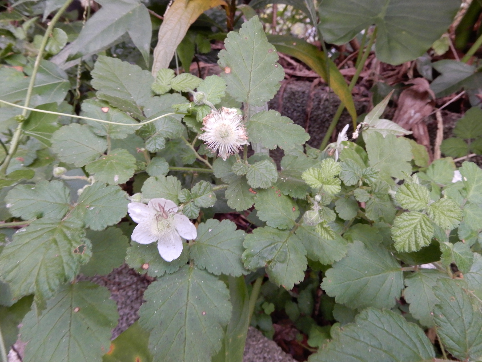 Rubus rosifolius Sm.