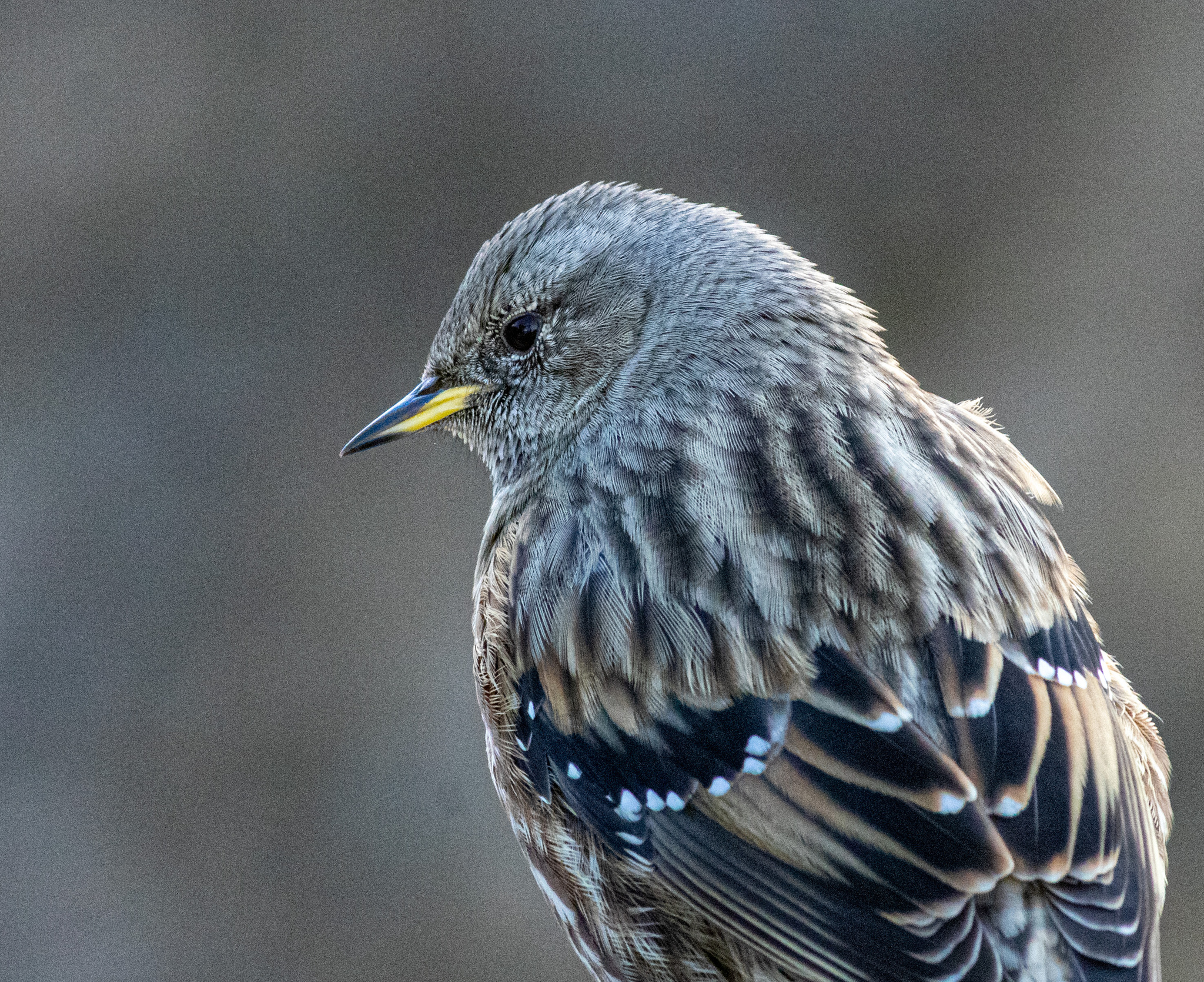Prunella collaris (Scopoli, 1769)