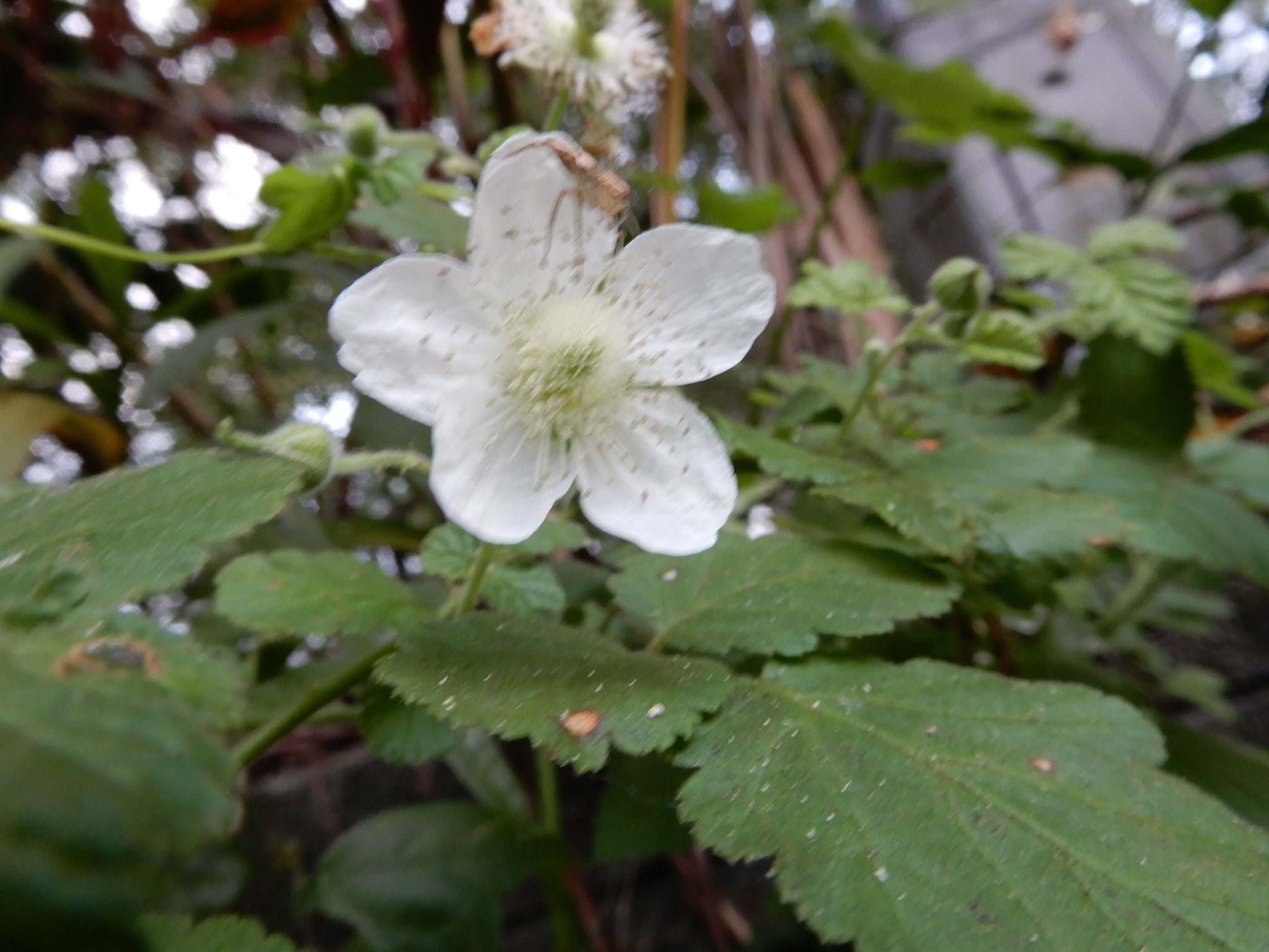 Rubus rosifolius Sm.