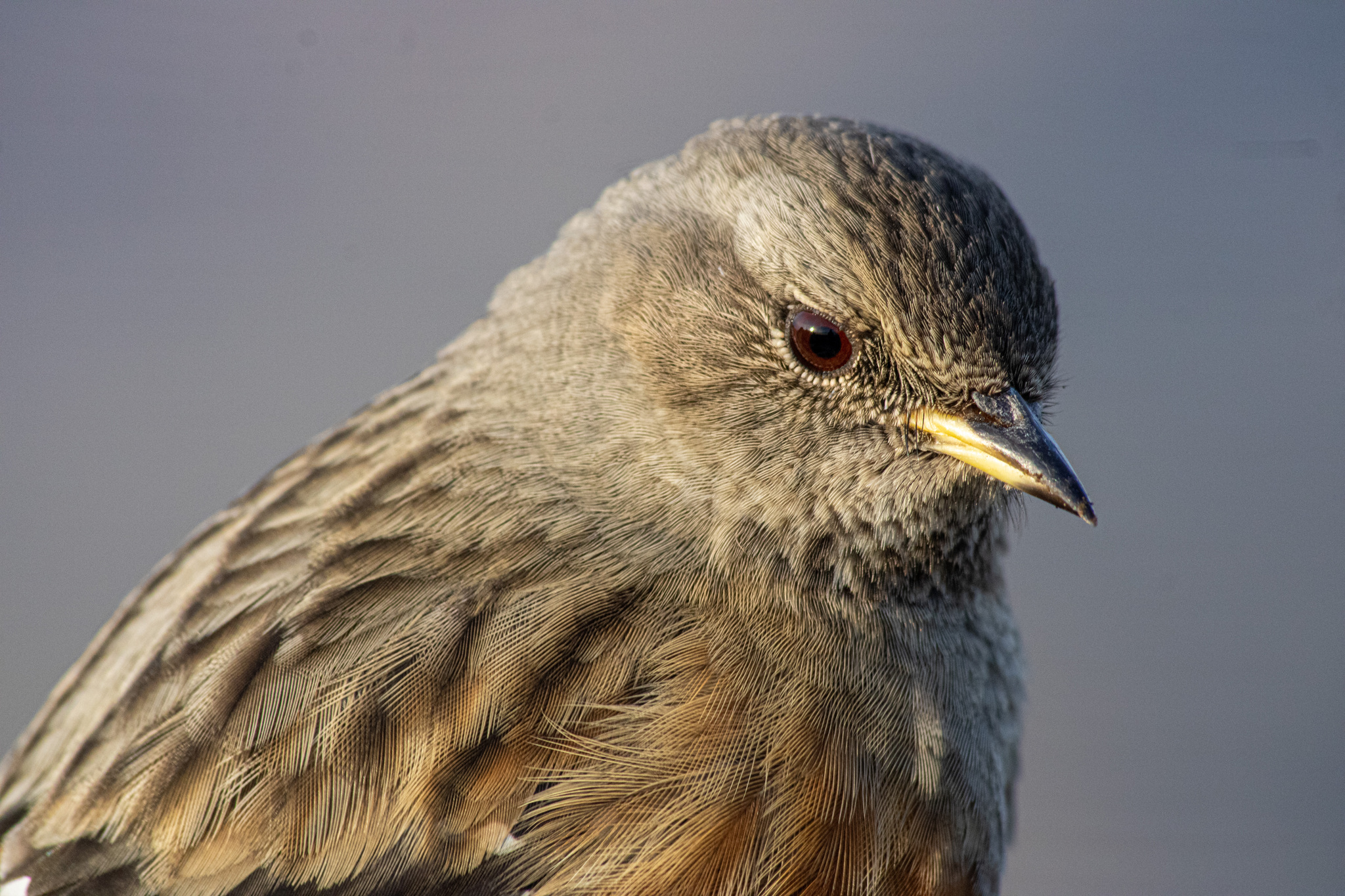 Prunella collaris (Scopoli, 1769)