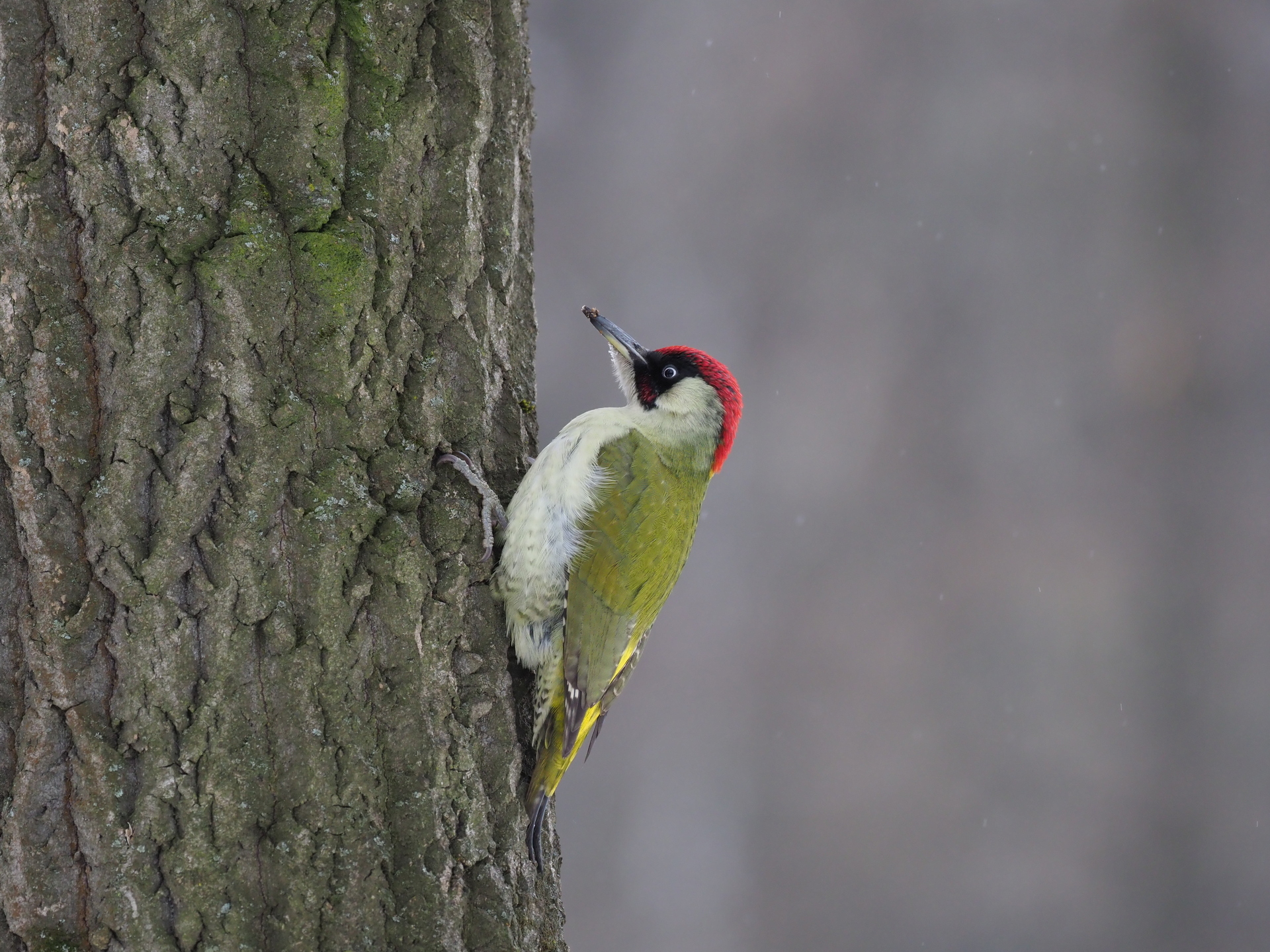 Picus viridis Linnaeus, 1758
