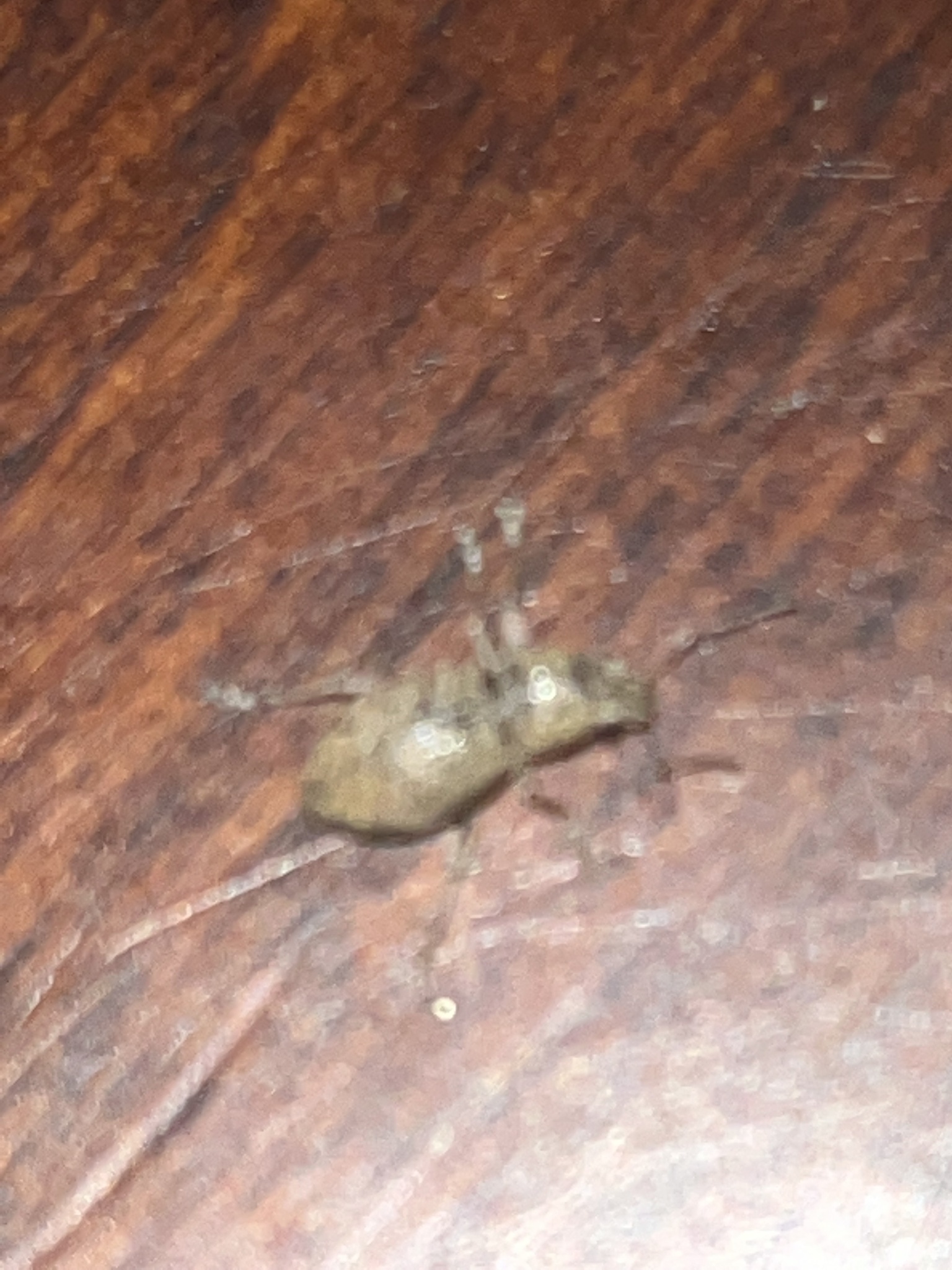 Pantomorus cervinus (Boheman, 1840)