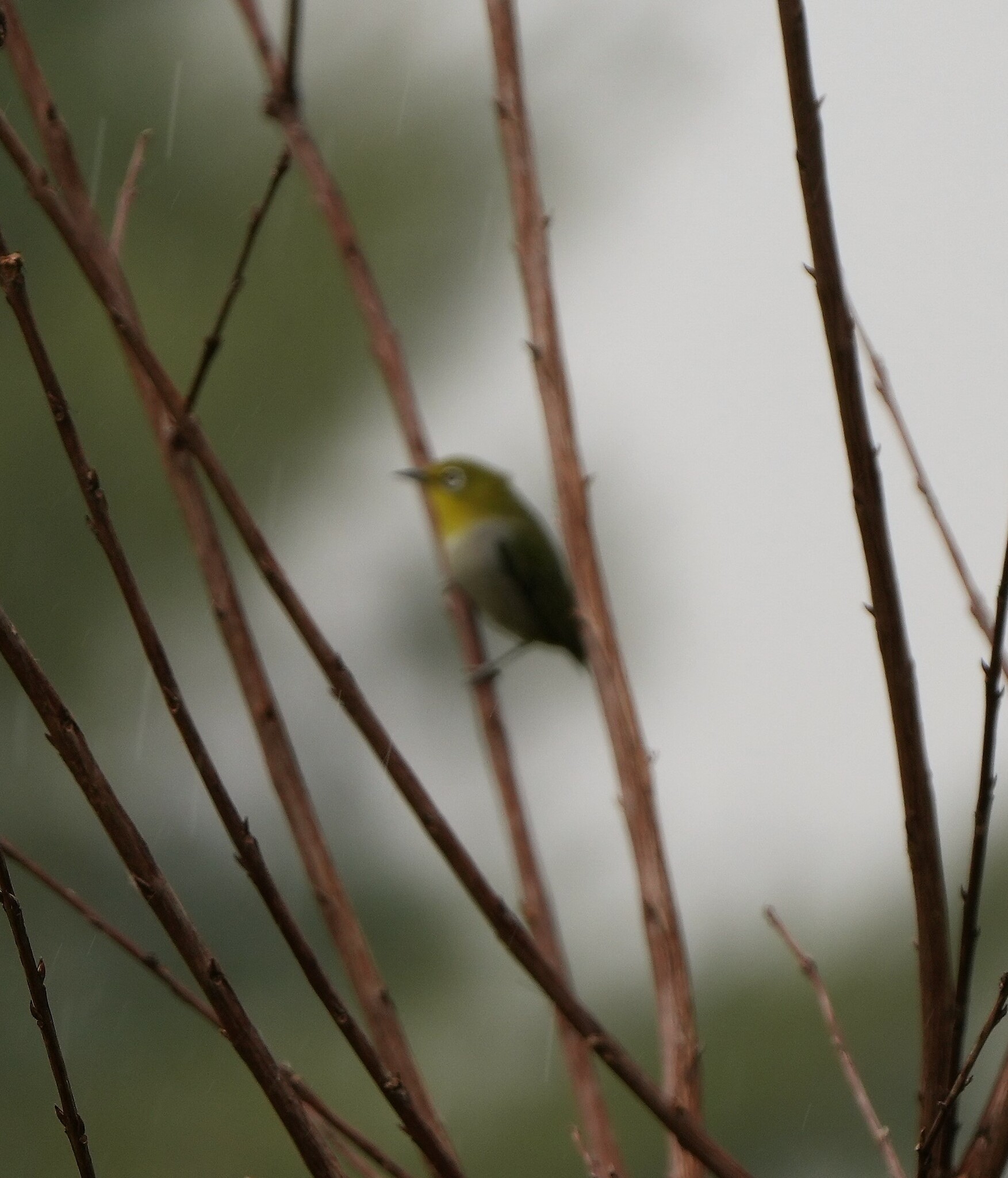 Zosterops simplex Swinhoe, 1861