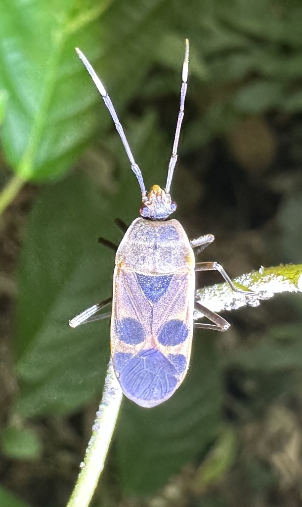 Physopelta gutta gutta from 八里區, TW on January 14, 2023 at 04:23 PM by ...