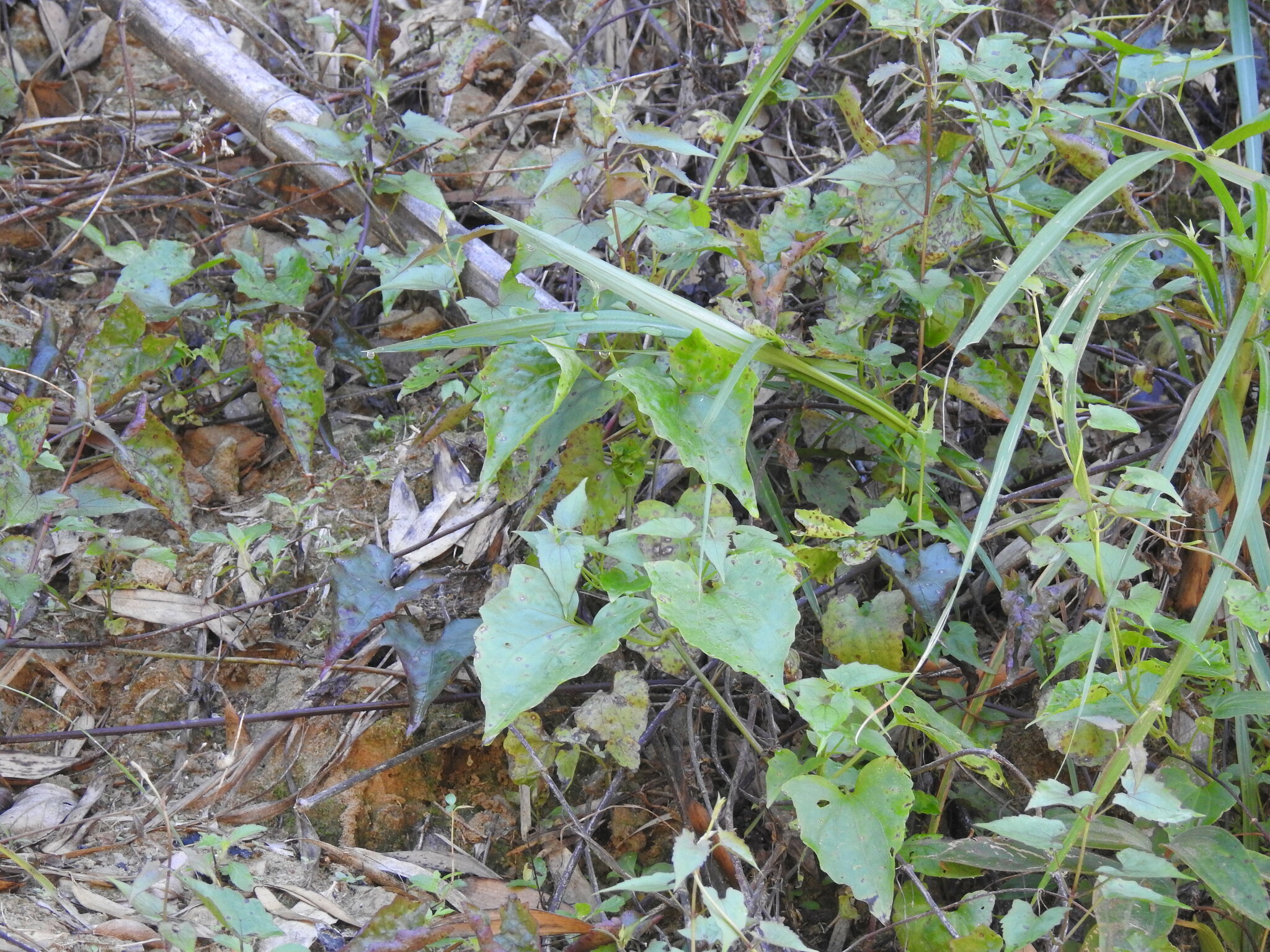 Mikania micrantha Kunth