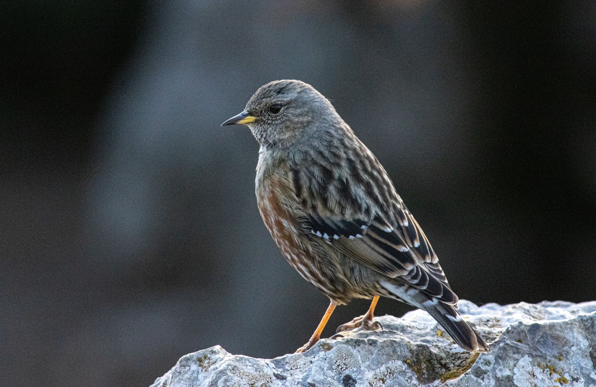 Prunella collaris (Scopoli, 1769)