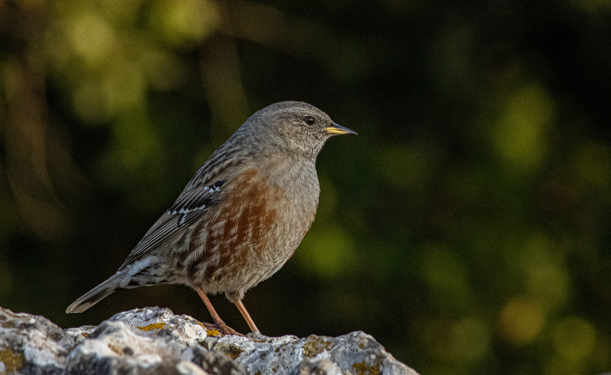 Prunella collaris (Scopoli, 1769)