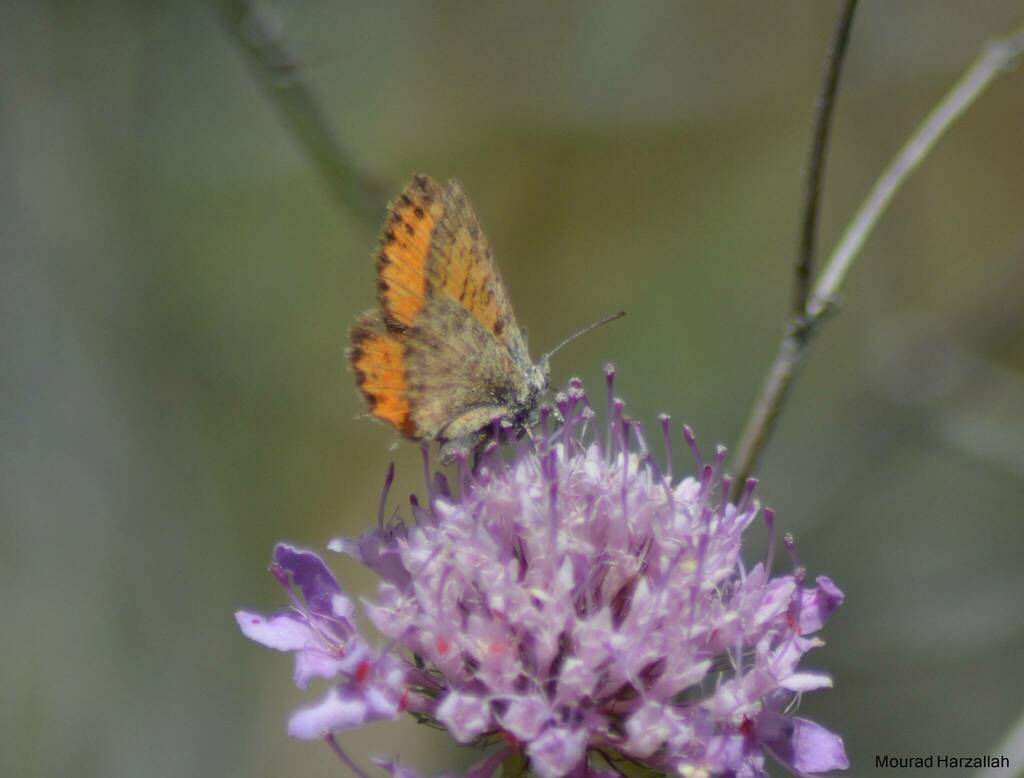 Cigaritis siphax from Bordj Zemoura, Algérie on May 27, 2020 at 01:27 ...