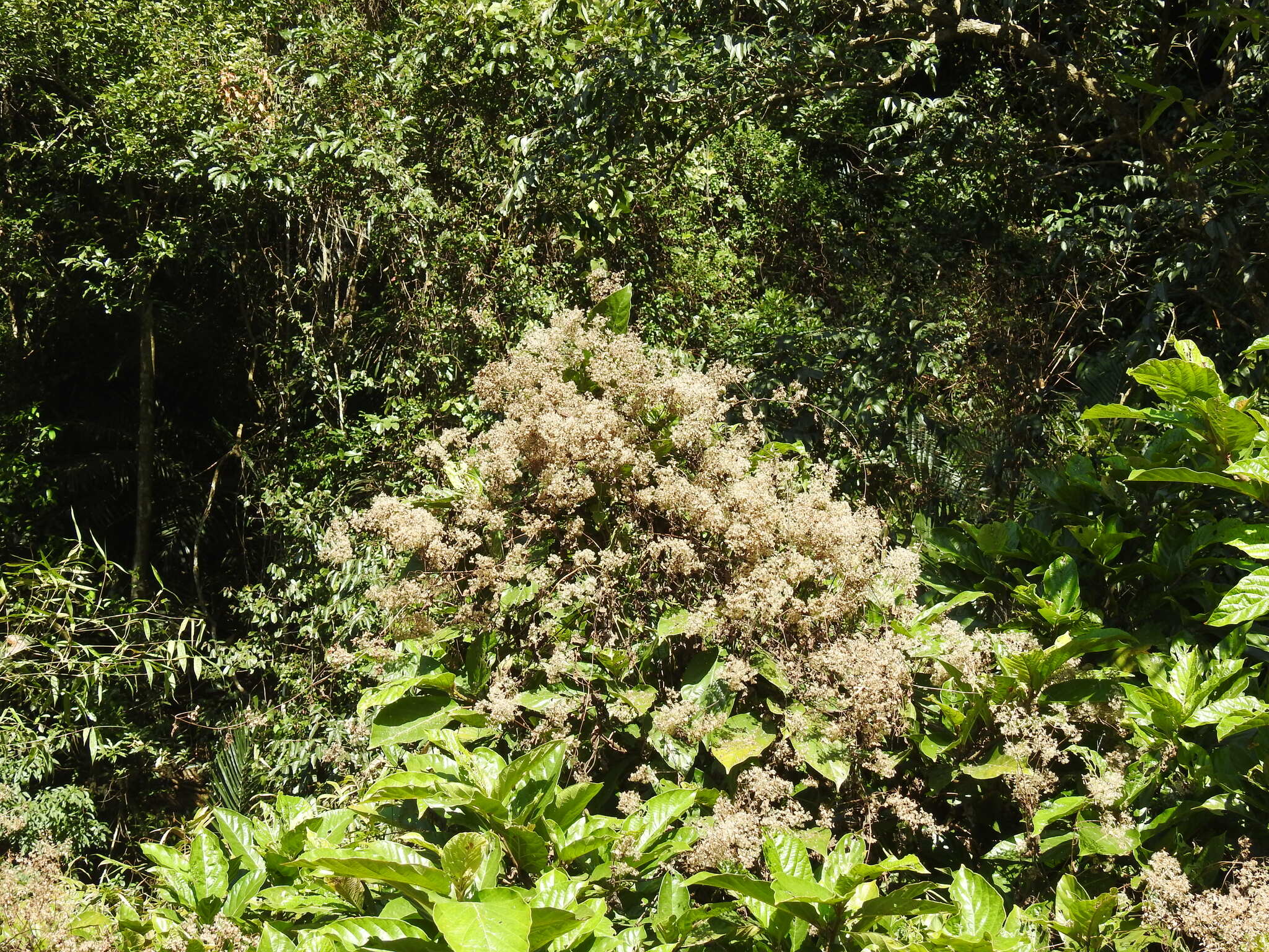 Mikania micrantha Kunth