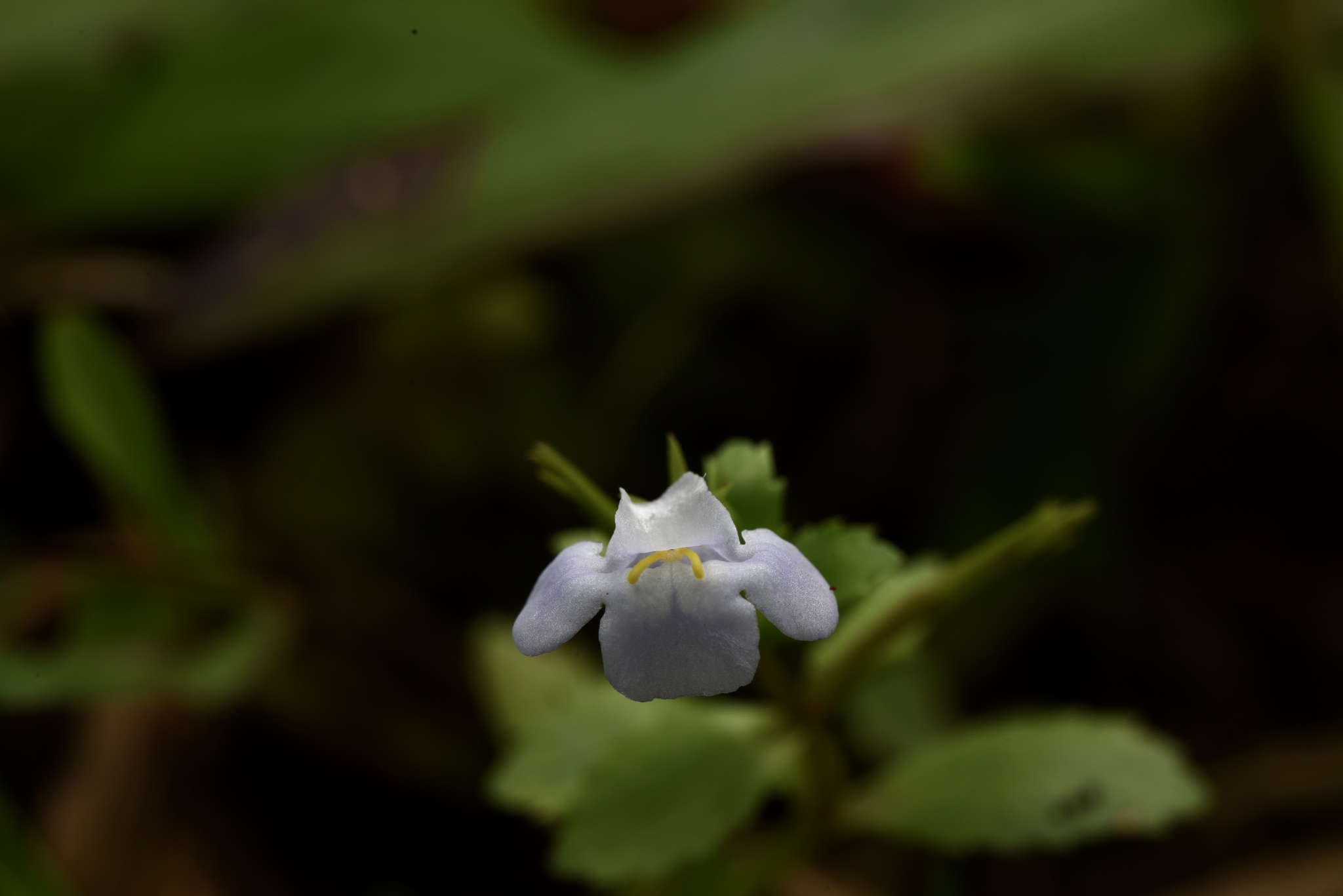 Bonnaya antipoda (L.) Druce