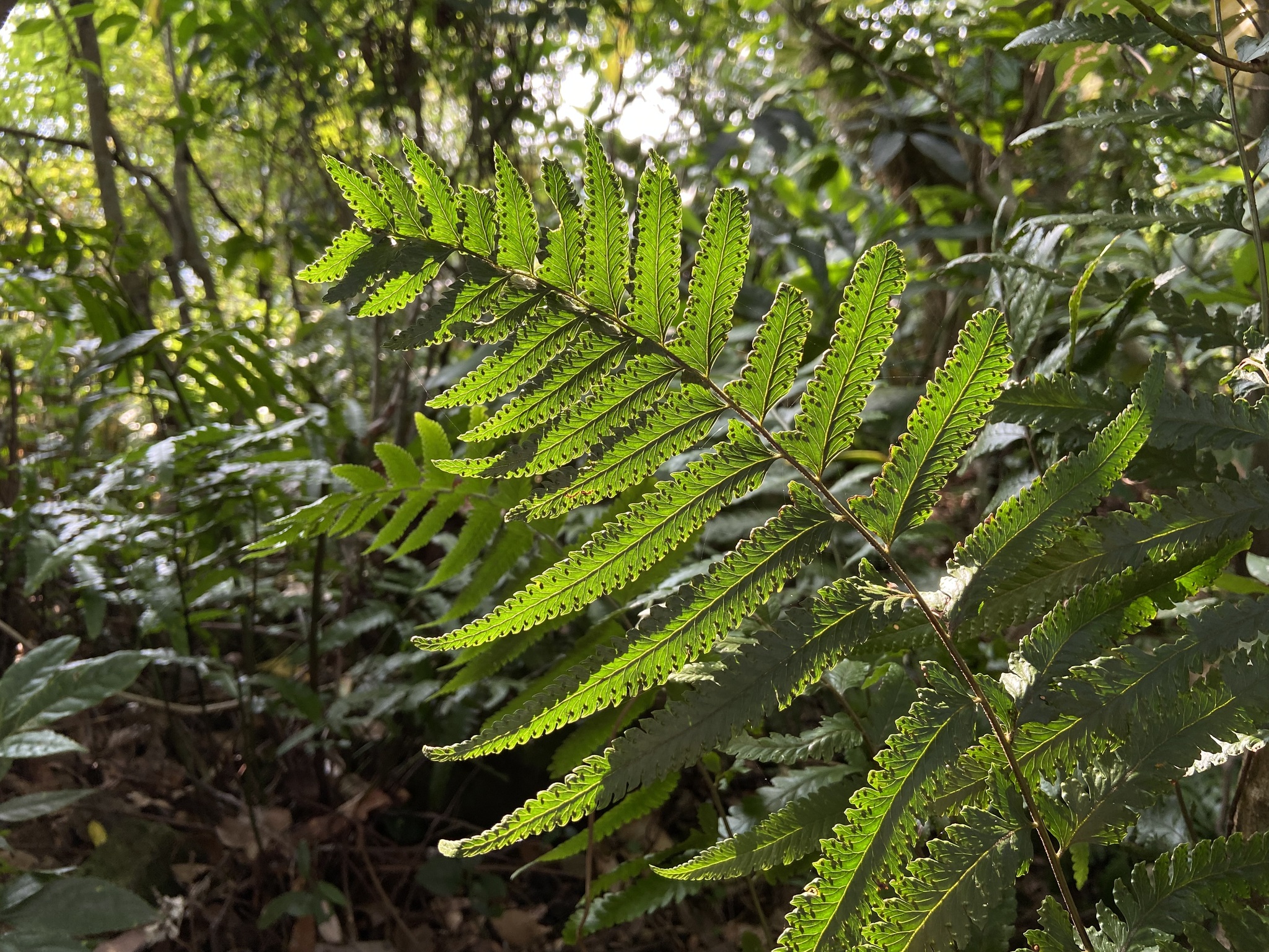 Microlepia C.Presl