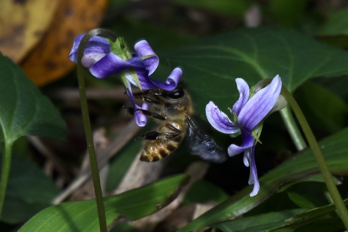 Apis cerana Fabricius, 1793