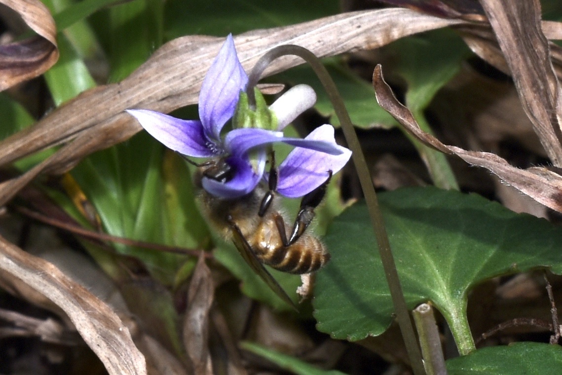Apis cerana Fabricius, 1793