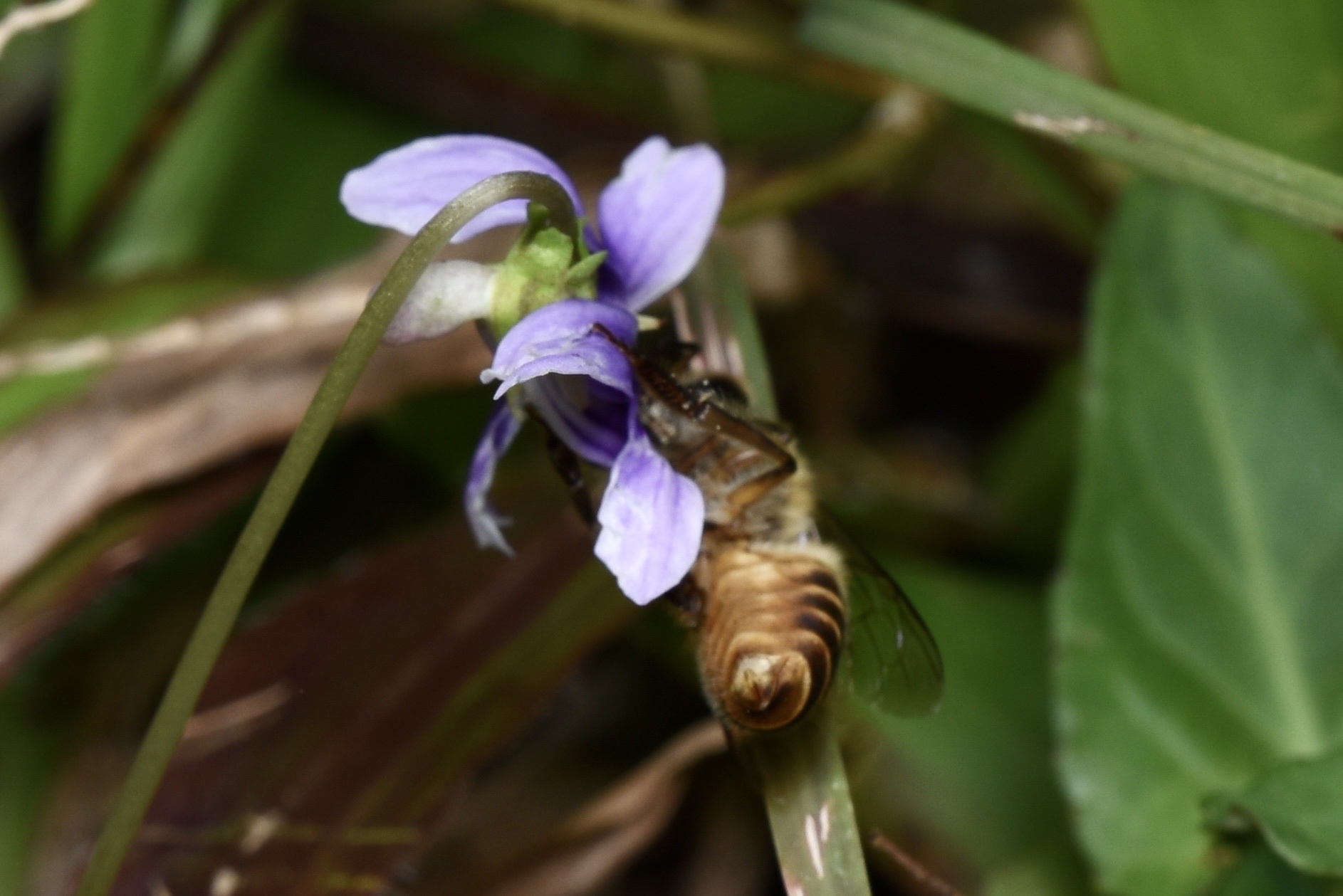 Apis cerana Fabricius, 1793