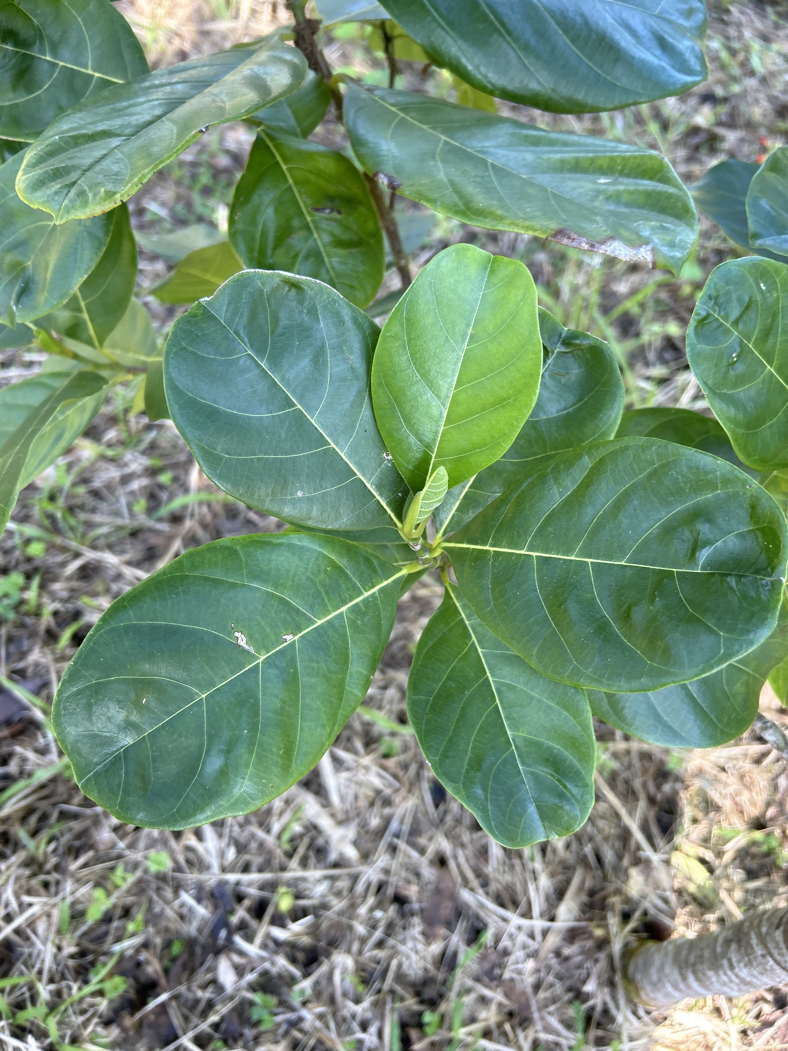 Ficus trigonata L.