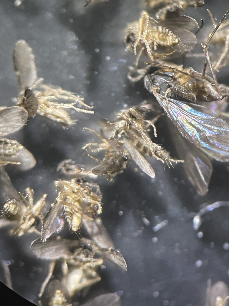 Flies from Lisboa, Portugal on January 13, 2023 at 11:05 PM by ...