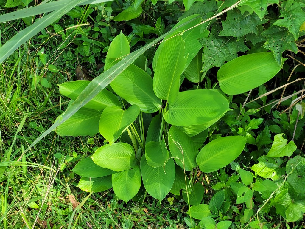 (Maranta humilis) - Botanical Realm