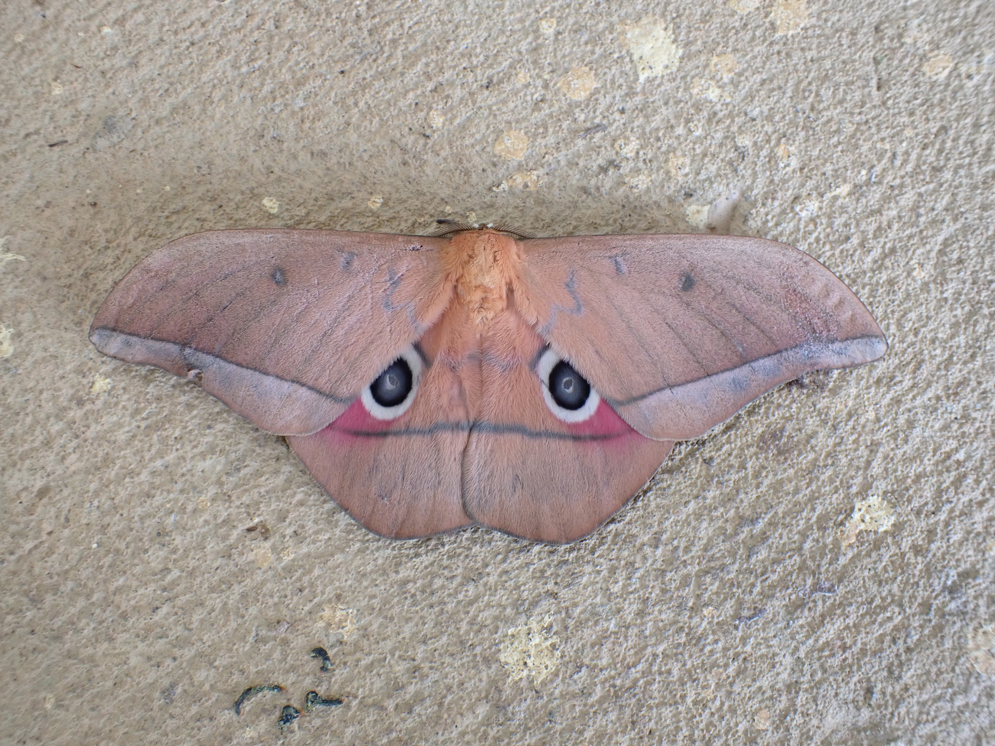 Lobobunaea Packard, 1901