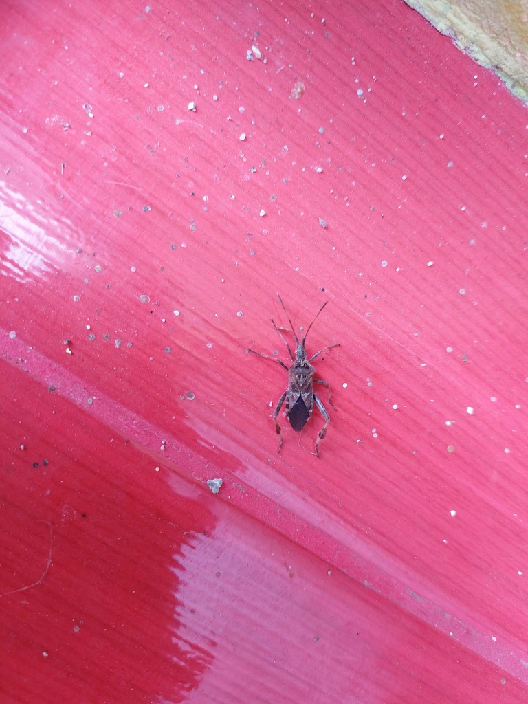 Western Conifer Seed Bug in January 2023 by luciedra · iNaturalist