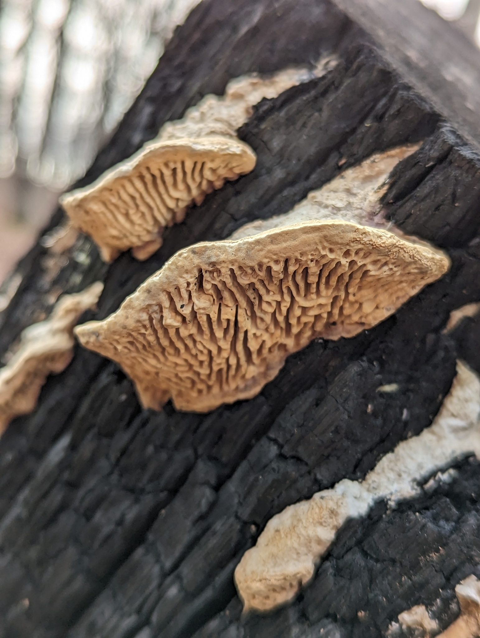 Daedalea quercina (L.) Pers.