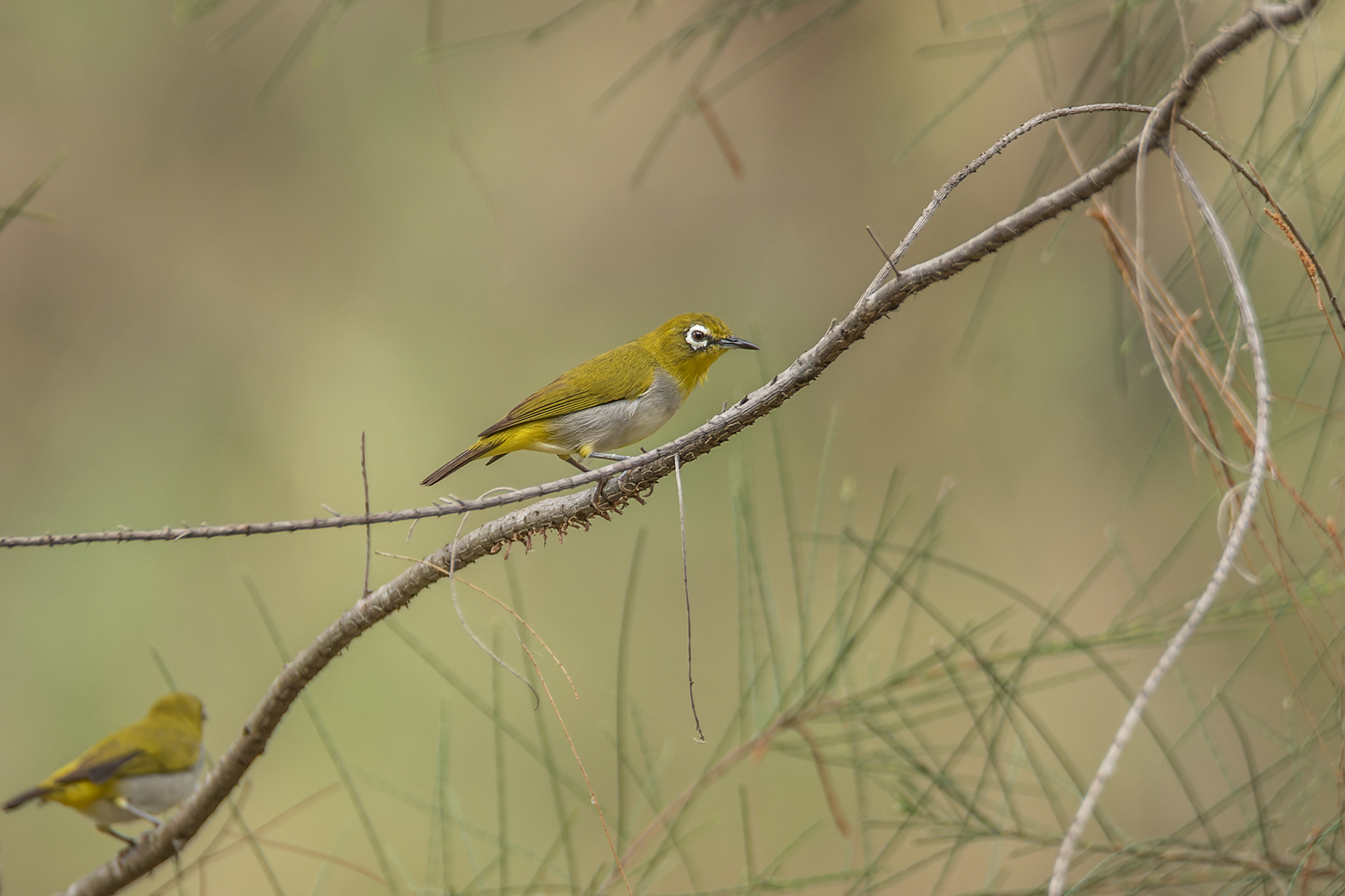 Zosterops simplex Swinhoe, 1861