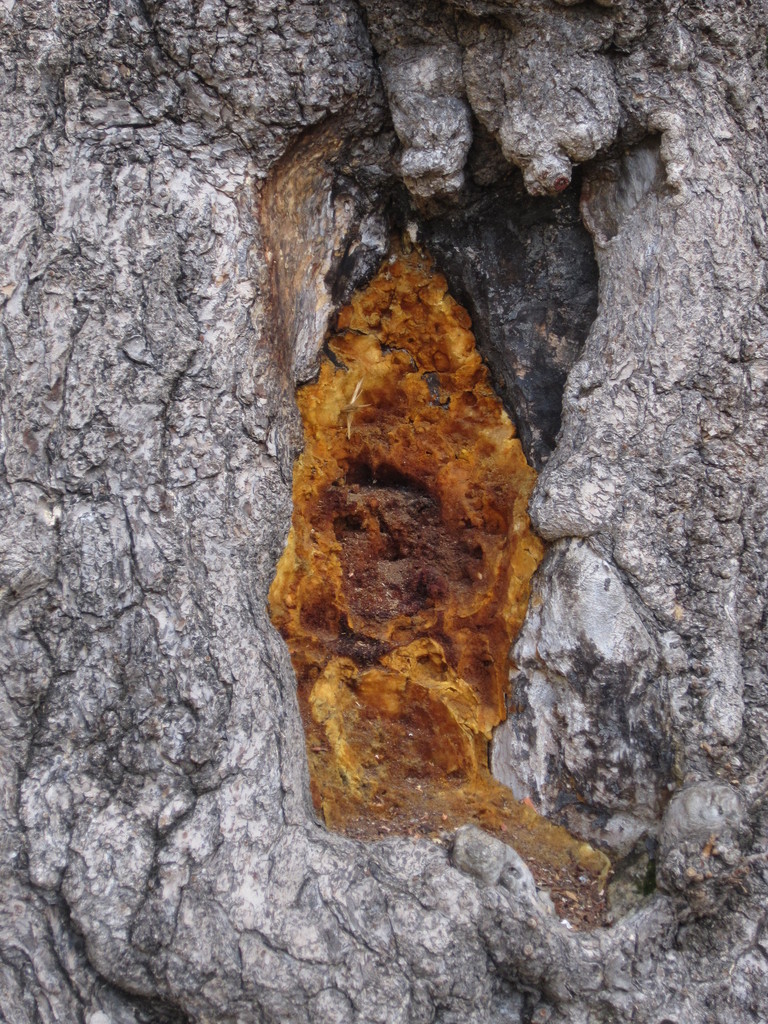 Fungi Including Lichens from Haviland hall, UC Berkeley on February 13 ...