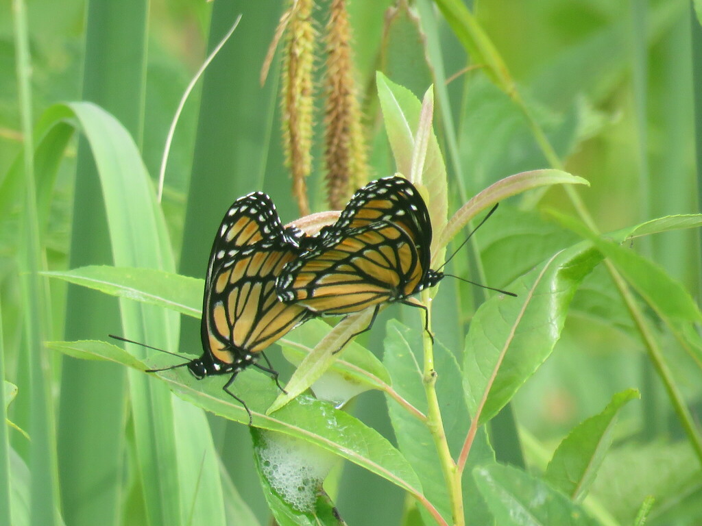 Viceroy from Victory, VT, USA on July 27, 2022 at 04:55 PM by Laurie ...