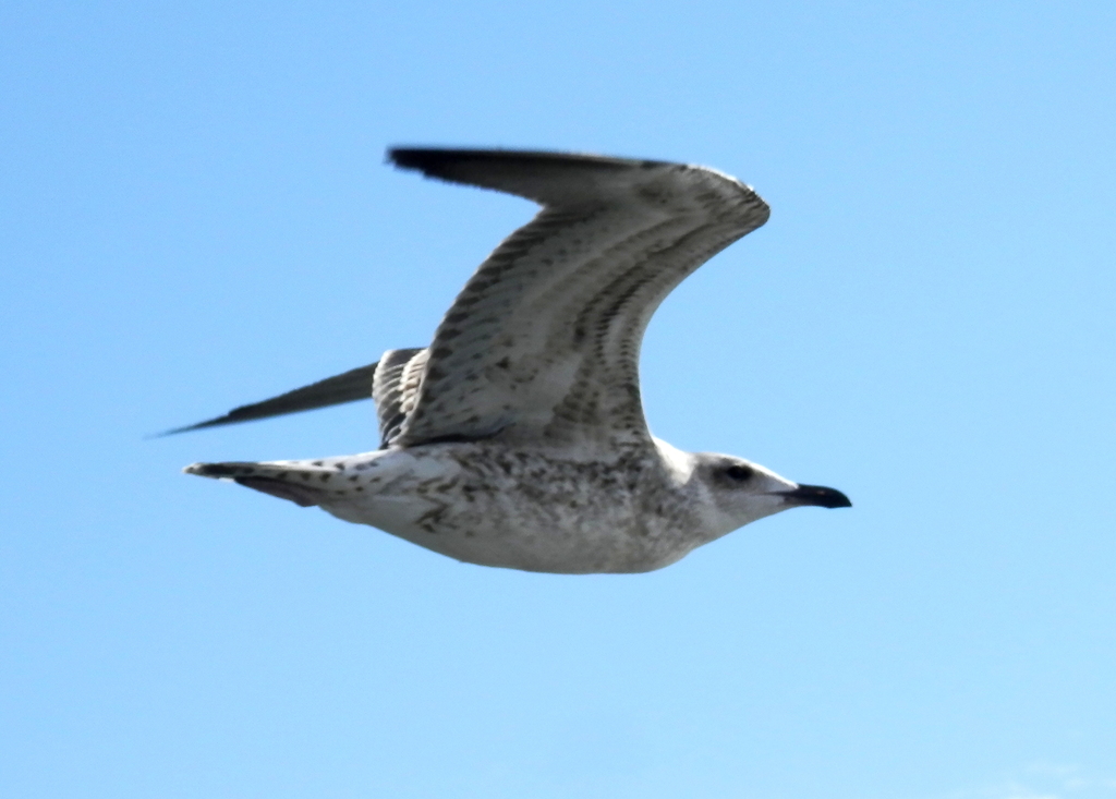 Large White-headed Gulls from Helsinki, Finland on August 19, 2016 at ...