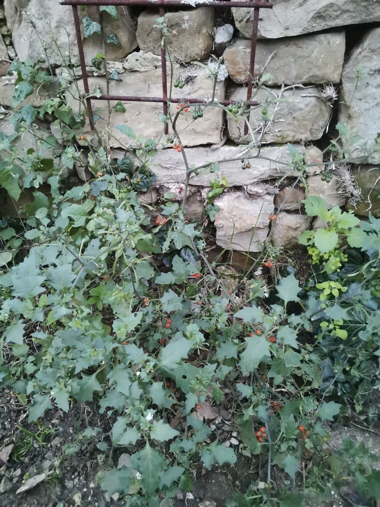 Red Nightshade from 6330 Piran, Slovenia on January 14, 2023 at 04:57 ...