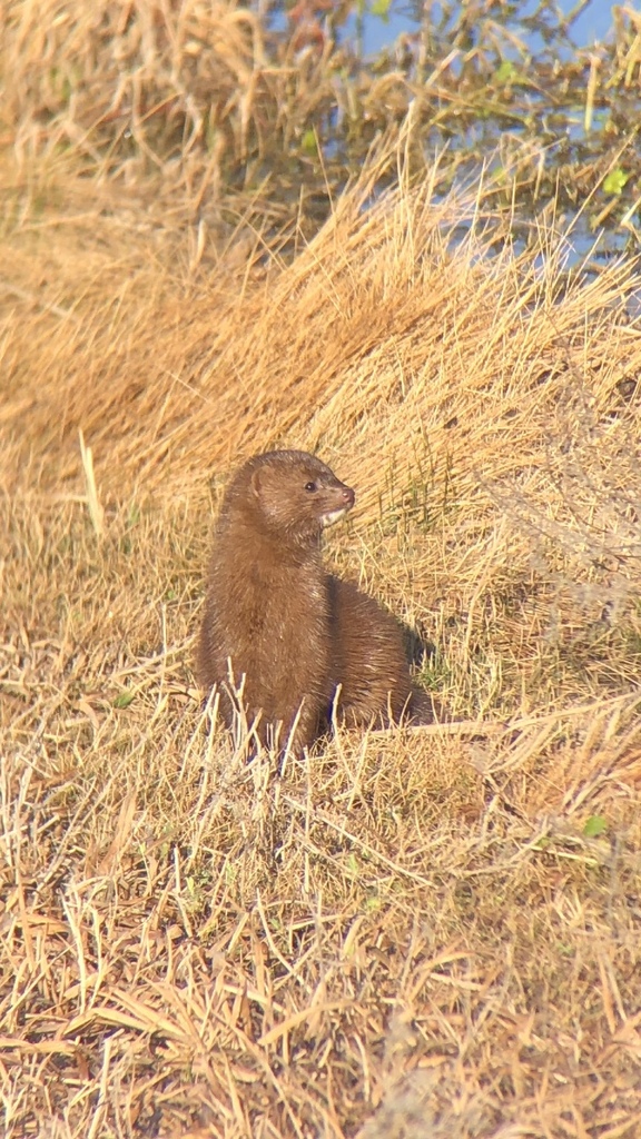 American Mink from Martin Ln, Seagoville, TX, US on January 14, 2023 at ...
