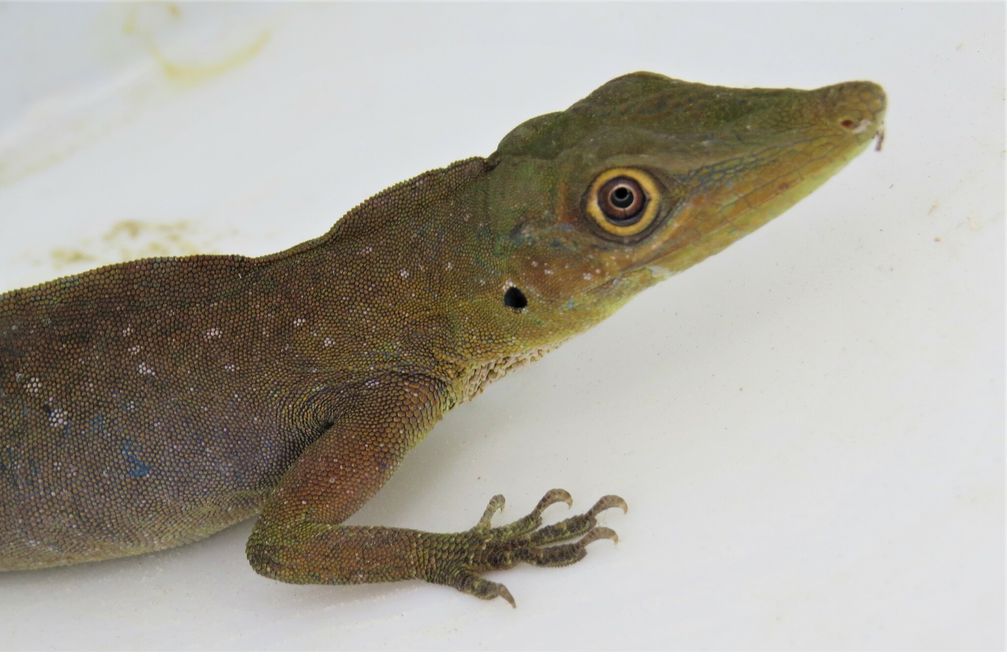 Anolis punctatus Daudin, 1802