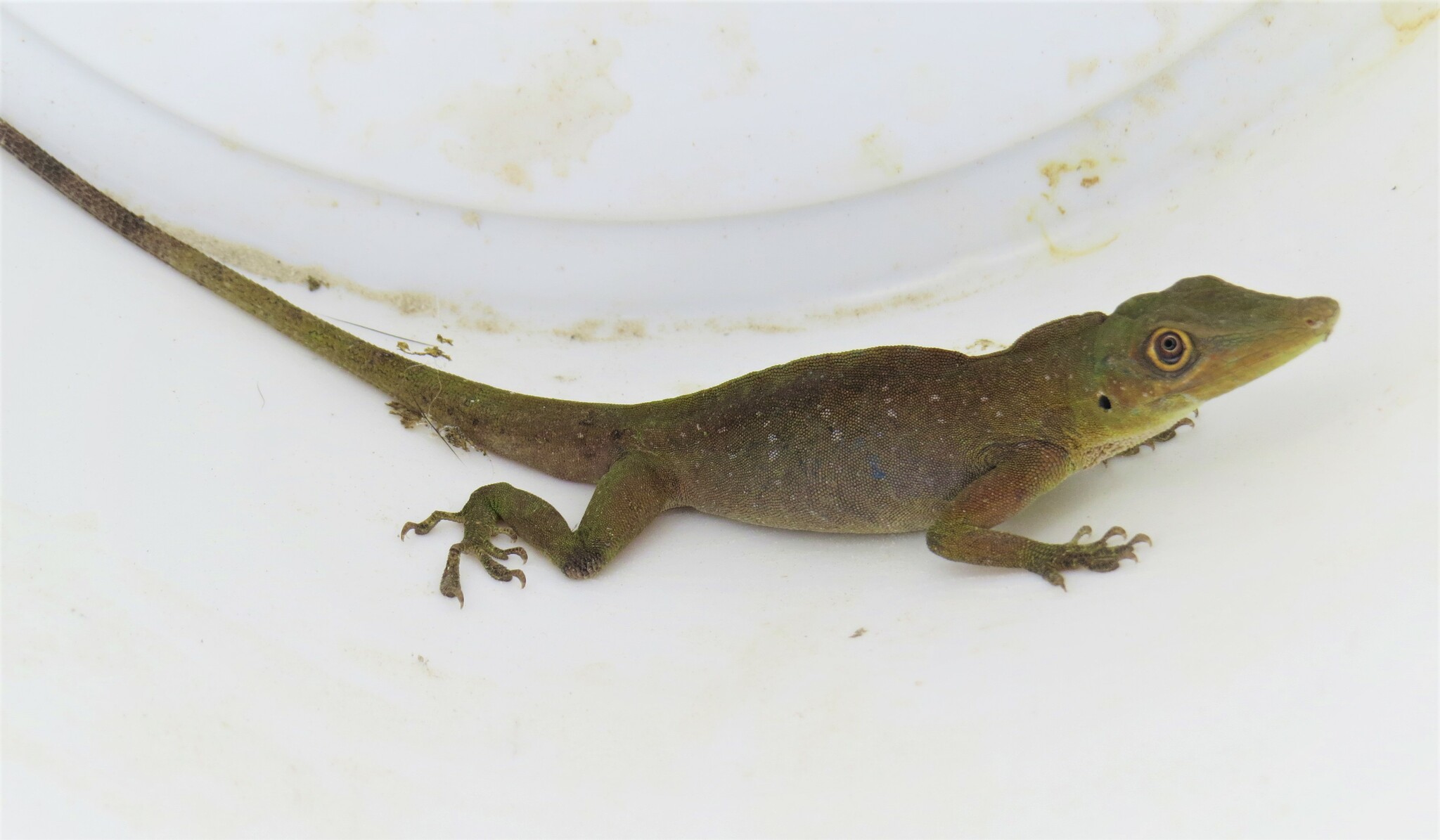 Anolis punctatus Daudin, 1802